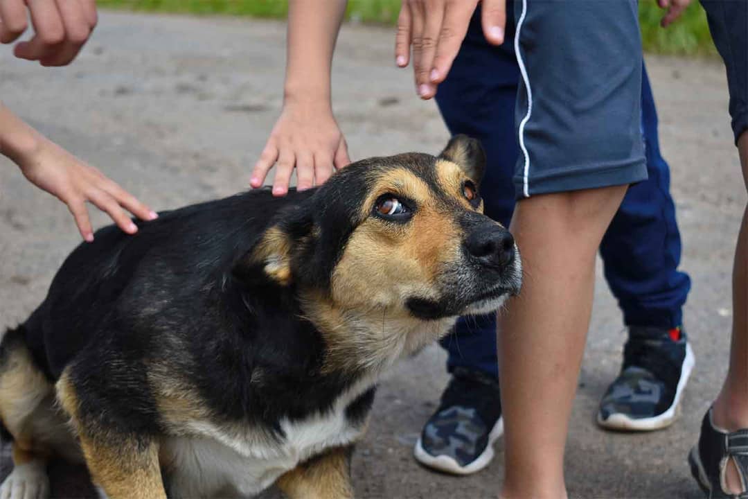 Surprising Signs A Dog Is Uncomfortable With A Child Images
